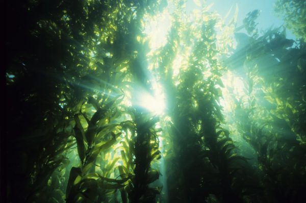 Seaweed Packaging: Sustainable Waste to Energy Technology | stellarix
