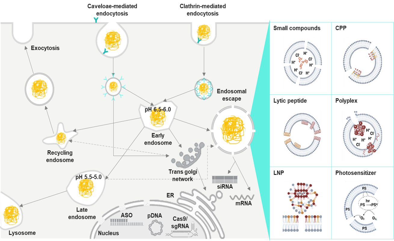 Endosomal Escape: Unlocking Critical Hurdles of Intracellular Delivery ...